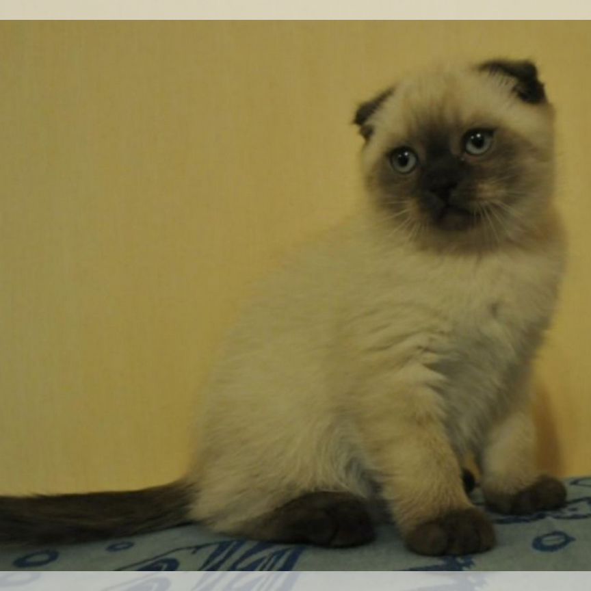 Сиамский котёнок