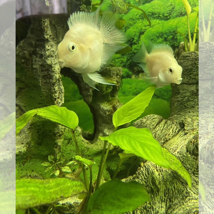 Сапфировый попугай