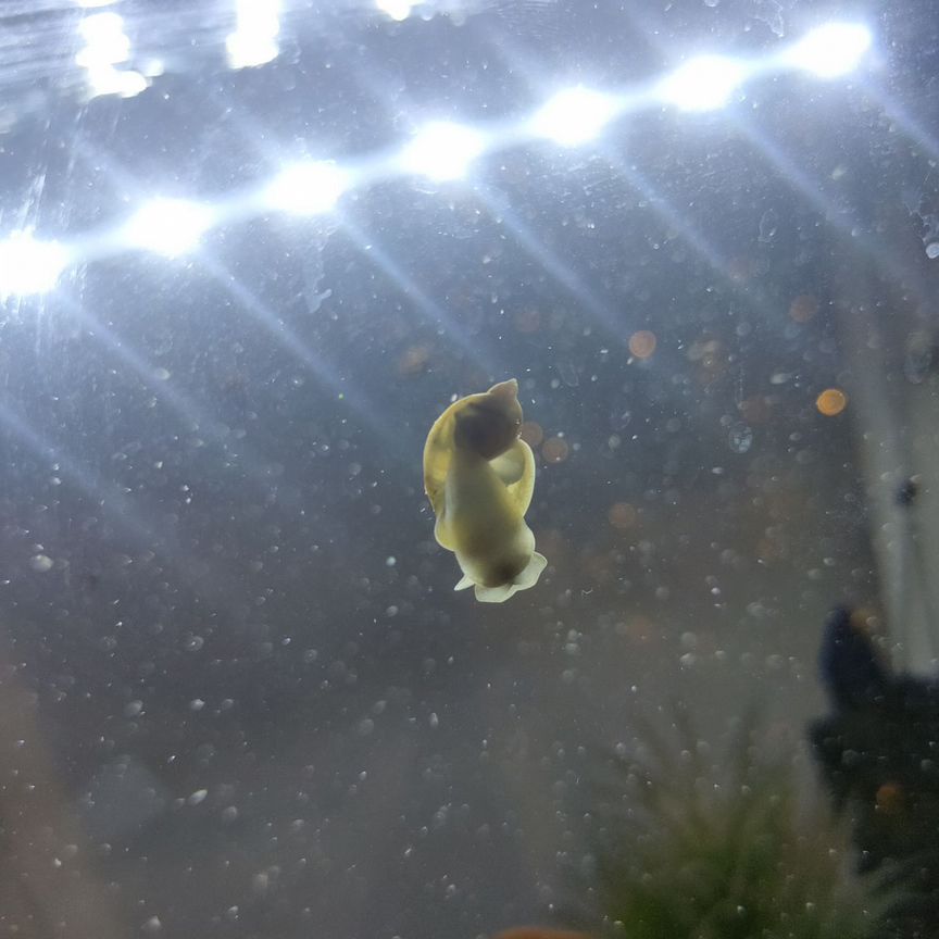 Улитки аквариумные