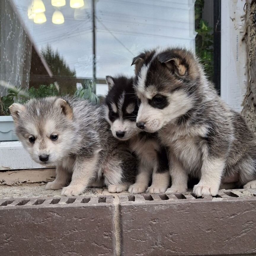 Сибирский хаски, щенок