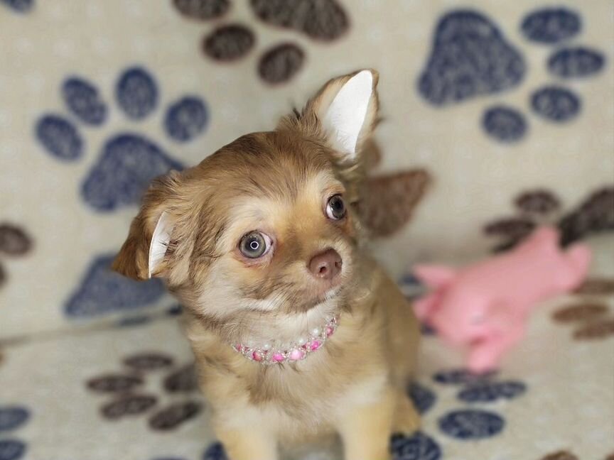 Щенки чихуахуа