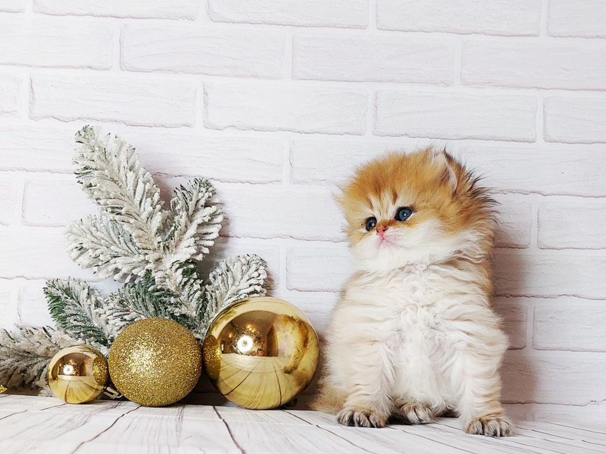 Британский мальчик Кузя,золотая шиншилла