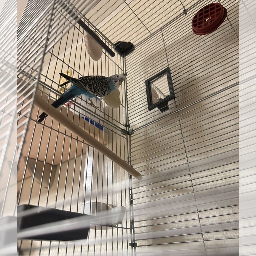 Волнистый попугай с клеткой