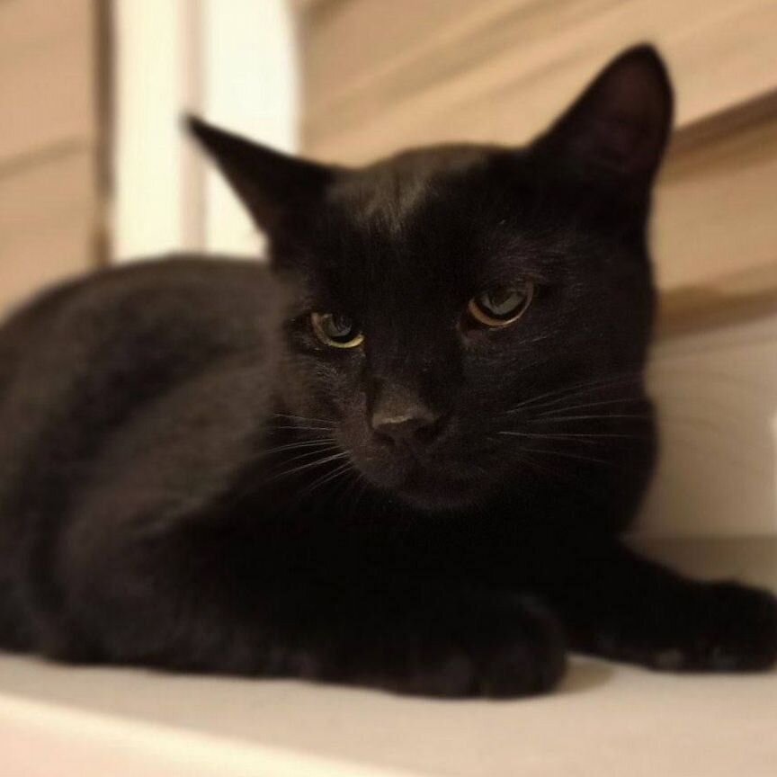 Черный кот в поисках семьи и дома