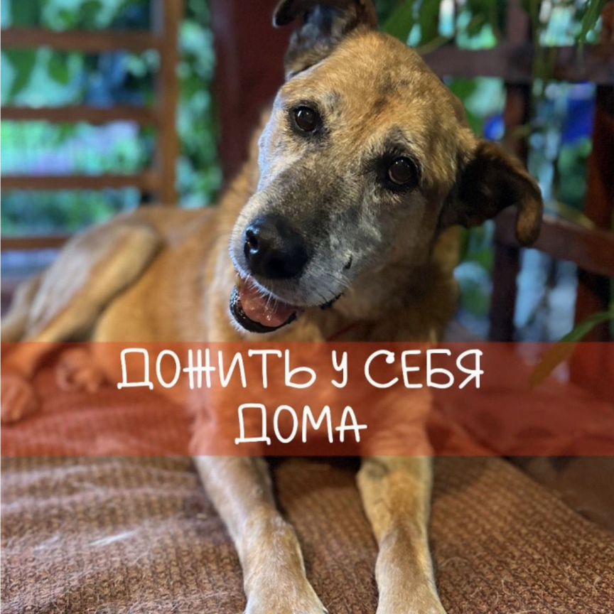 Взрослый пёс в добрые руки