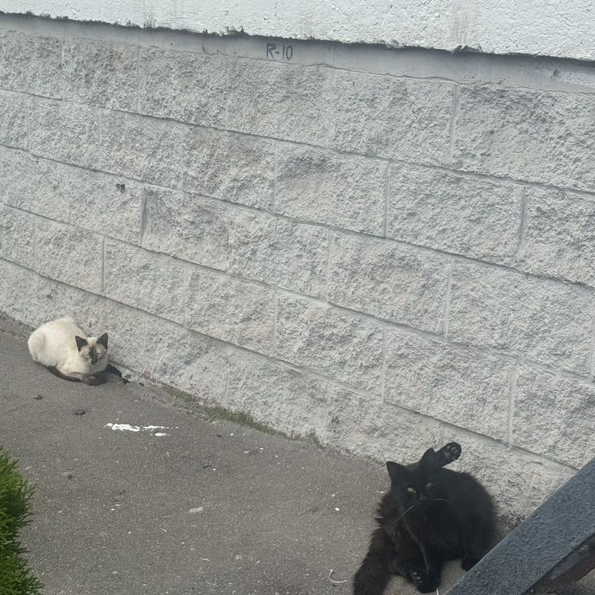 Котики в добрые руки