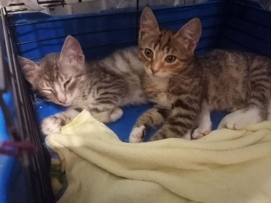 Котята в добрые руки