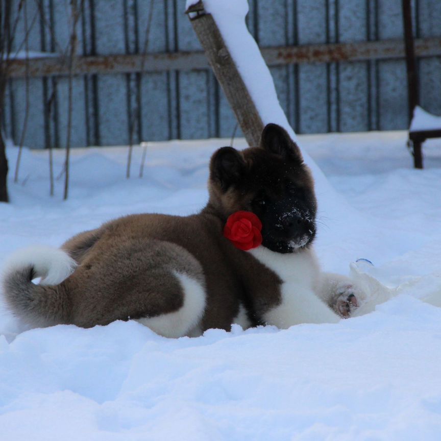 Американская акита
