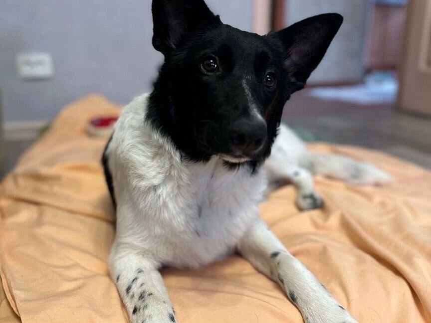 Собака девочка ищет хозяев