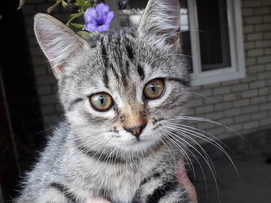 Кошечка 2.5 месяца в добрые руки