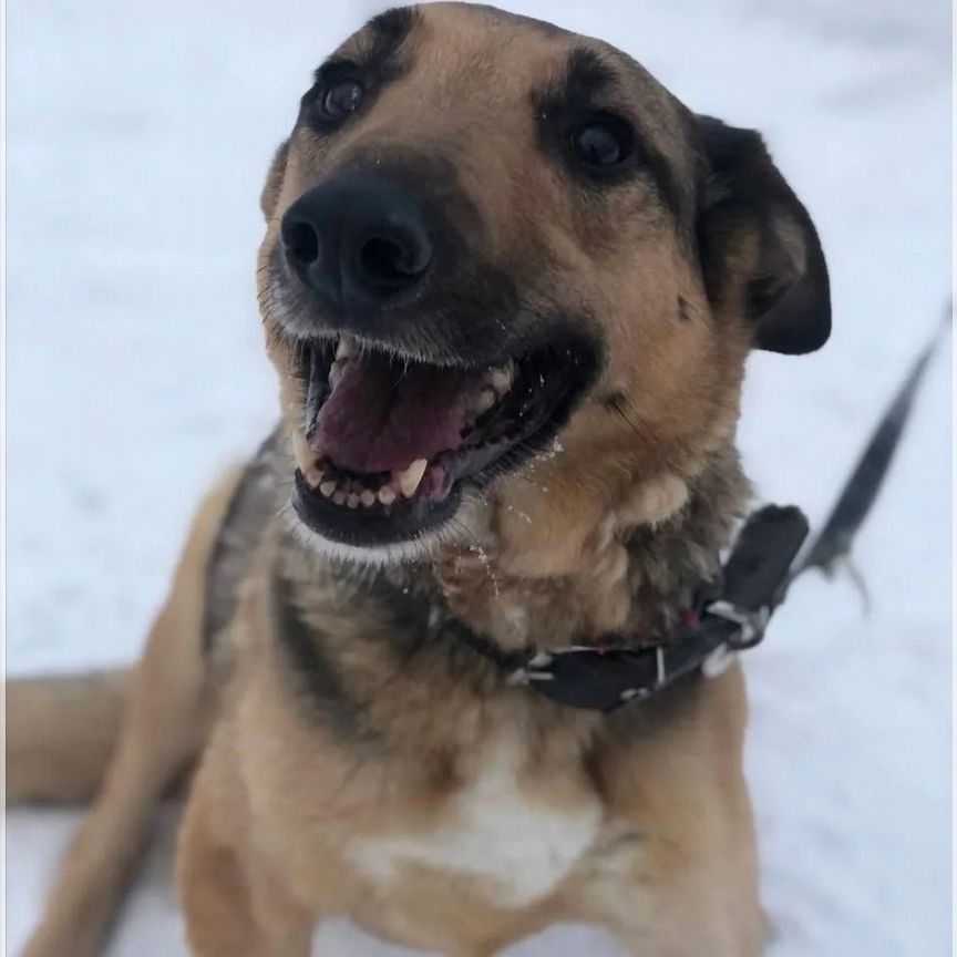 Взрослая собака в добрые руки