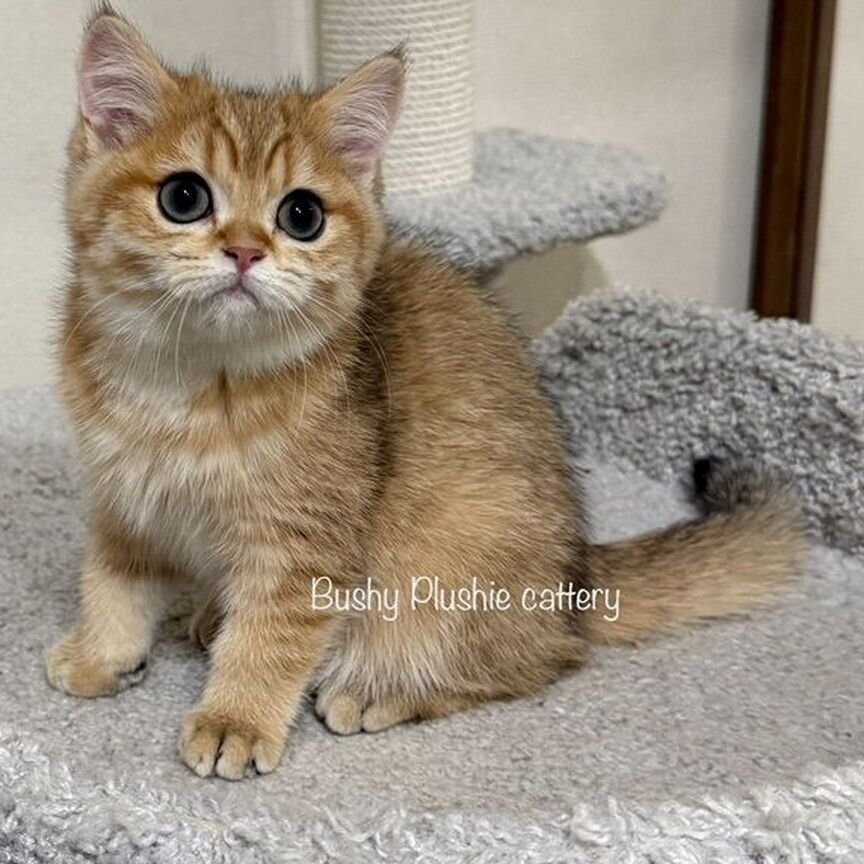 Британский золотой котик