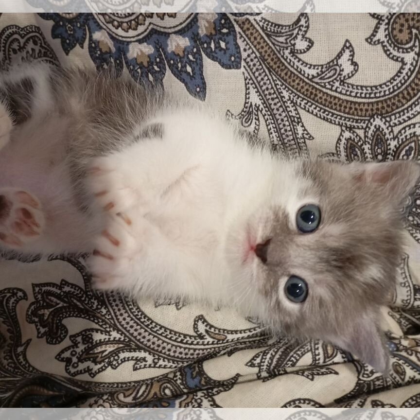 Котёнок в добрые руки