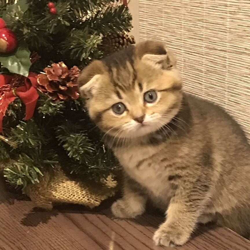 Плюшевая красотка