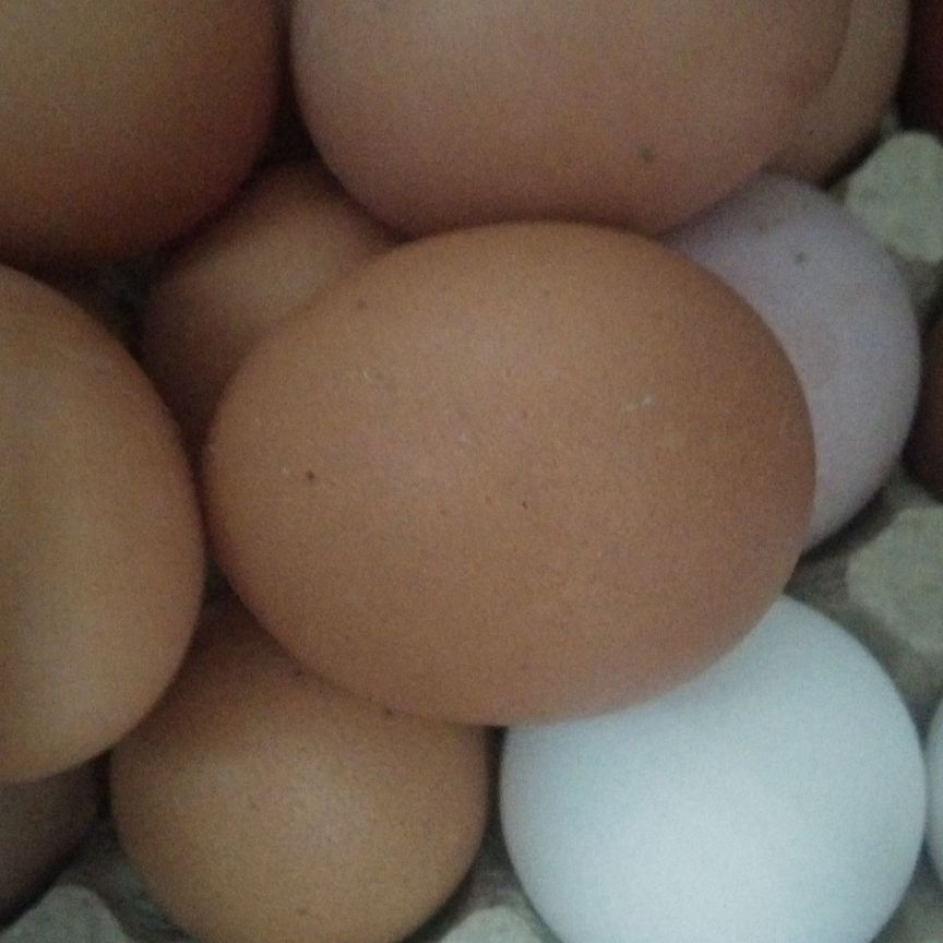 Домашние куриные яйца