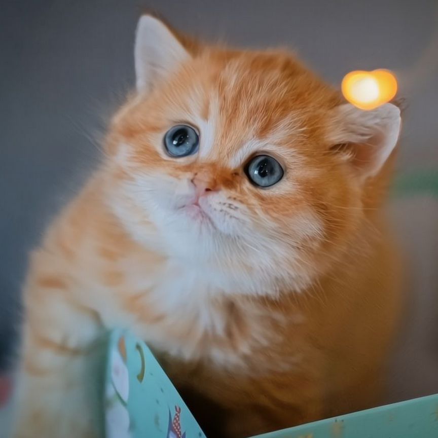 Британский короткошёрстный котёнок