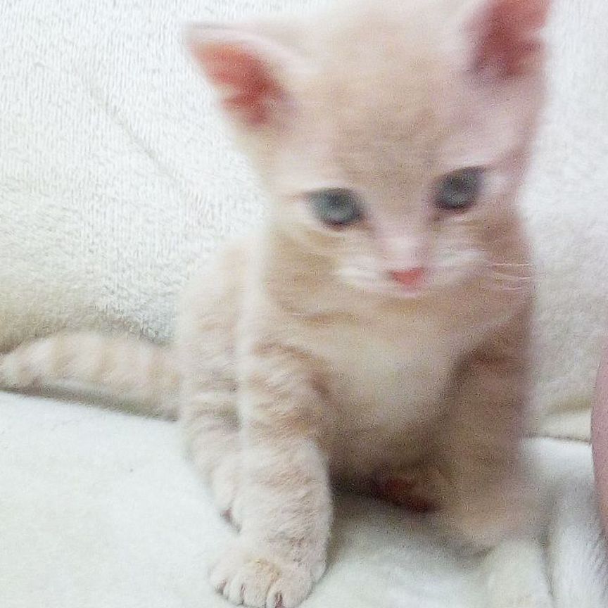 Канадский сфинкс котёнок