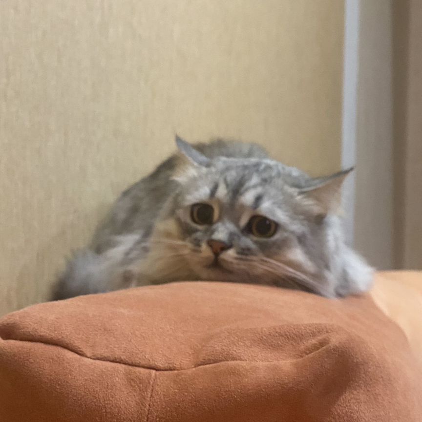 Шотландская