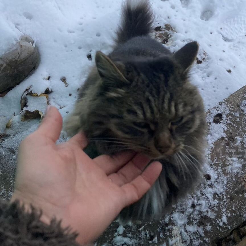 Сибирская кошка