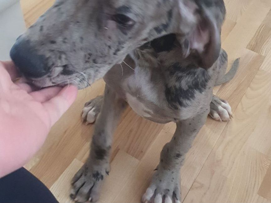 Щенок немецкого дога