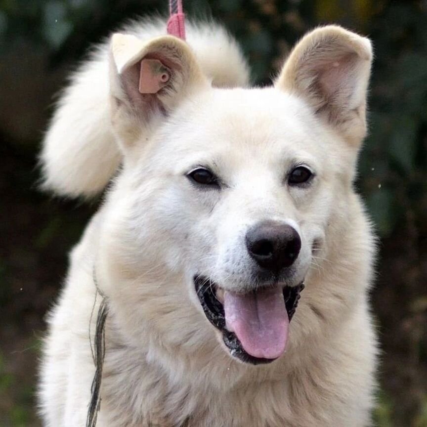 Милый медвежонок в дар