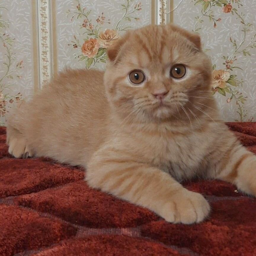 Вислоухий котёнок