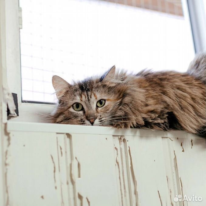 Кошка Лара ищет дом