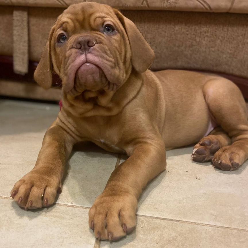 Бордоский дог, щенок