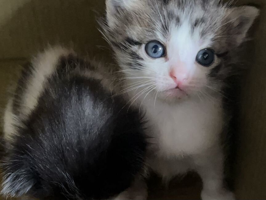 Котята в добрые руки