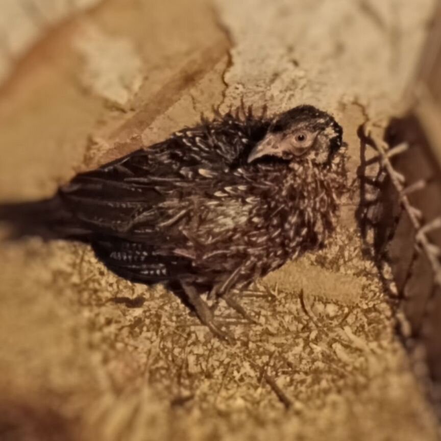 Фазан охотничий