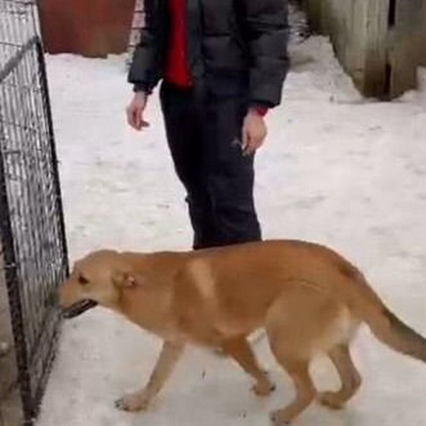 Молодой пёс