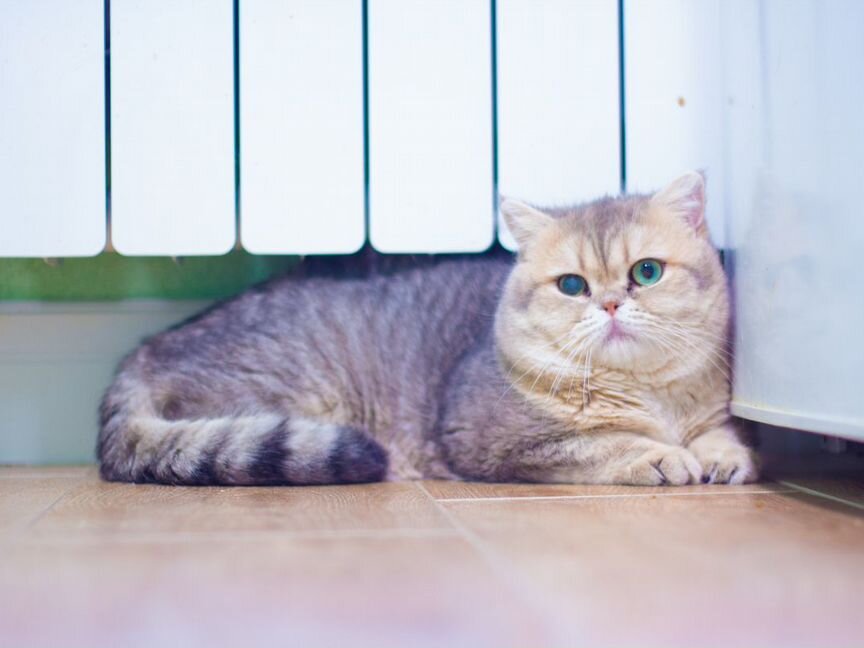 Британский котик