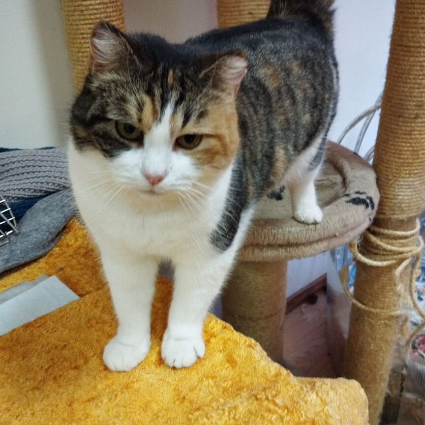 Кошечка