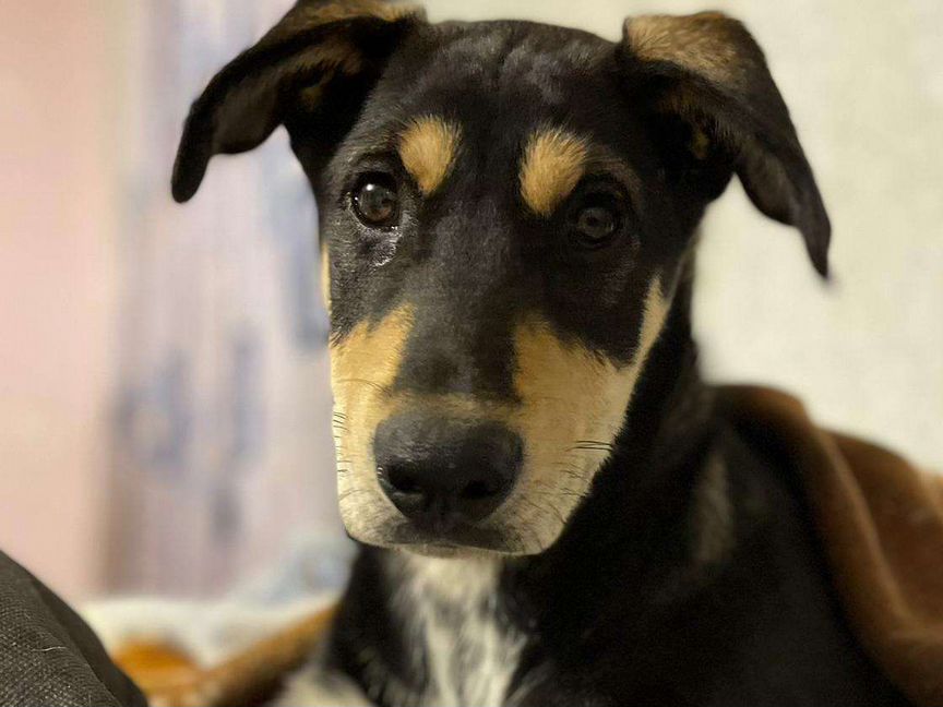 Щенок в добрые руки