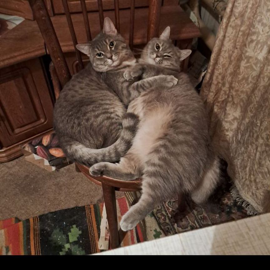 В добрые руки