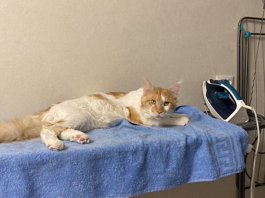 Ищем невесту для мейкуна