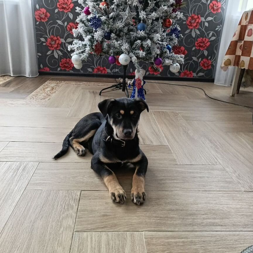 Щенок