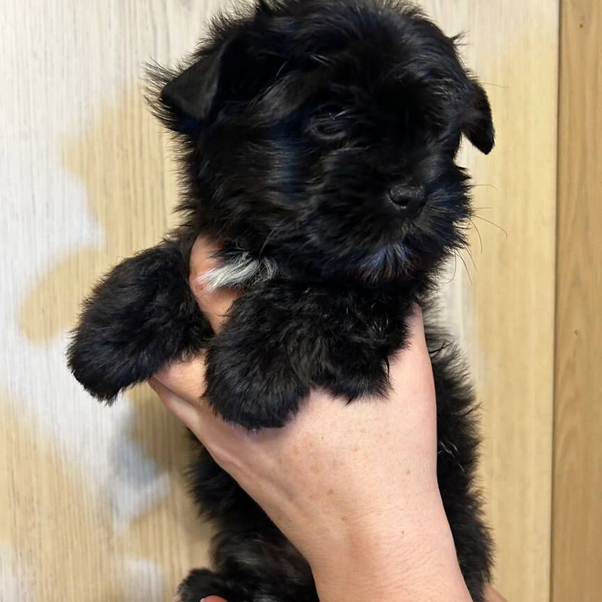 Цветные щенки йорка