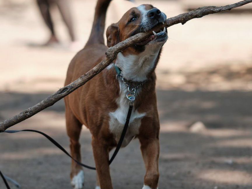 Стаффордширский терьер ищет семью