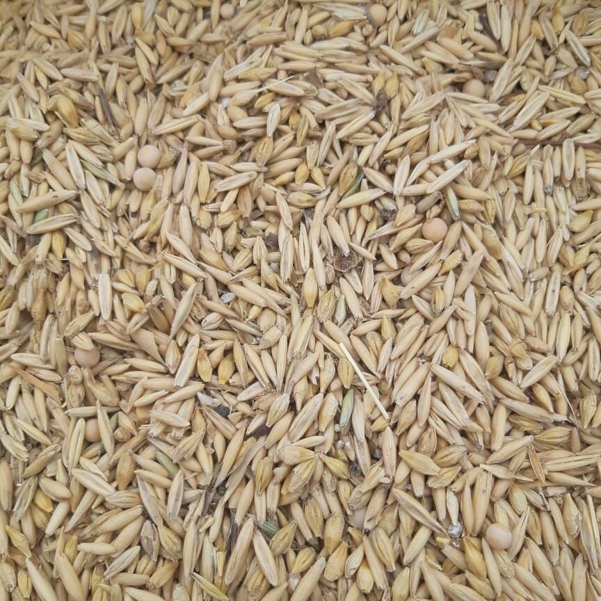 Ячмень с овсом 50/50 и содержание гороха 7%