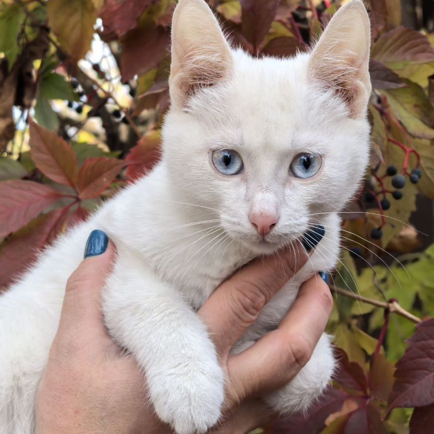 Котик с глазами незабудки