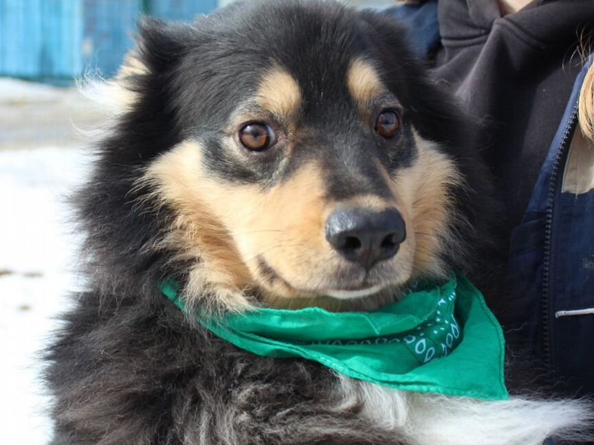 Добрый Джин - пес из приюта Некрасовка. В дар