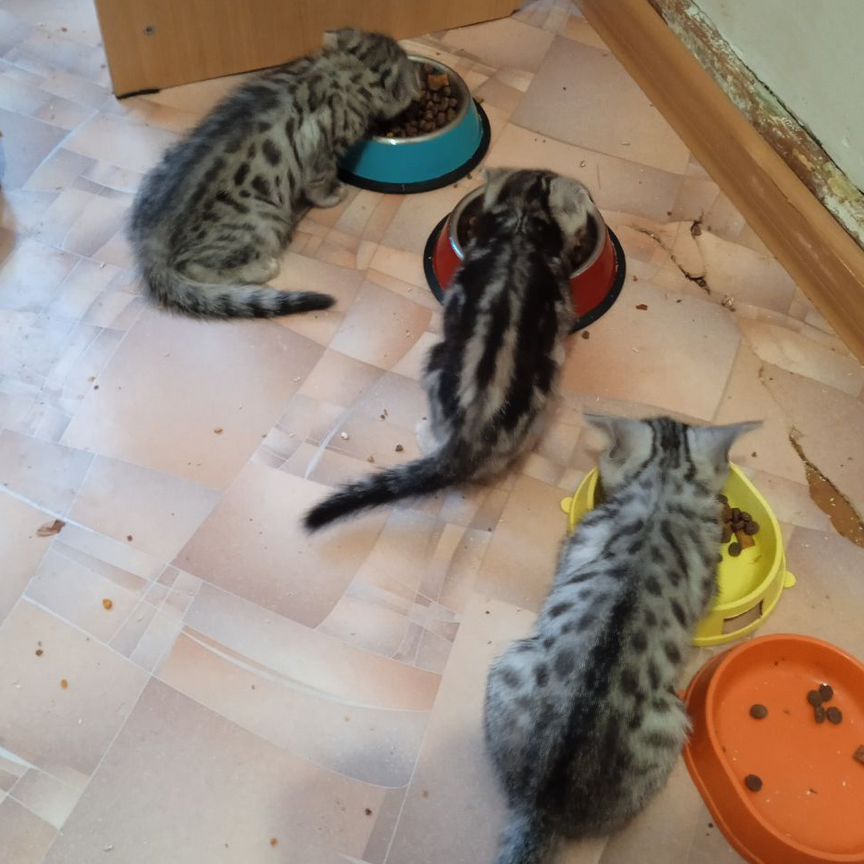 Шотландский вислоухий короткошёрстный котёнок