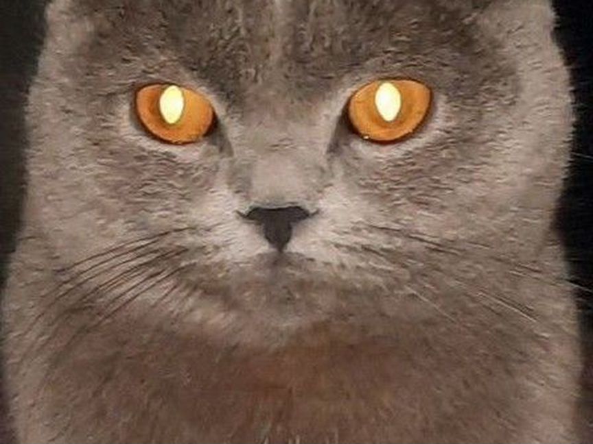 Шотландская вислоухая