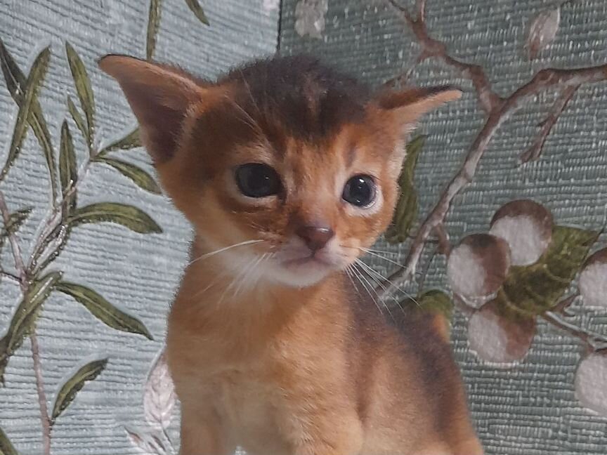 Абиссинские котята