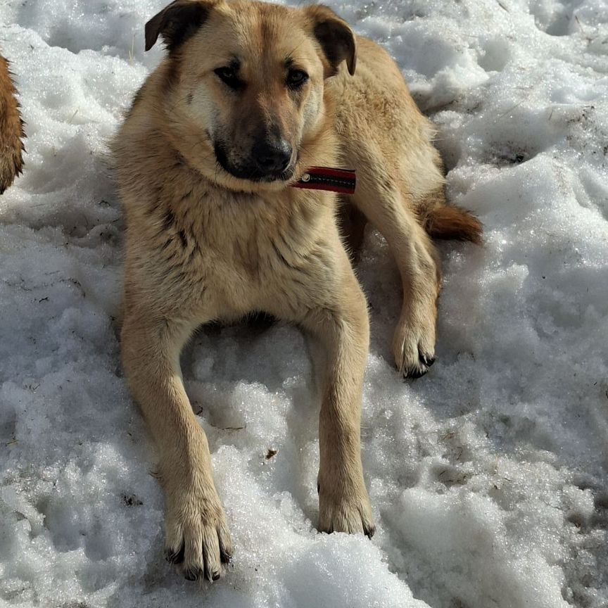 Взрослая собака в добрые руки