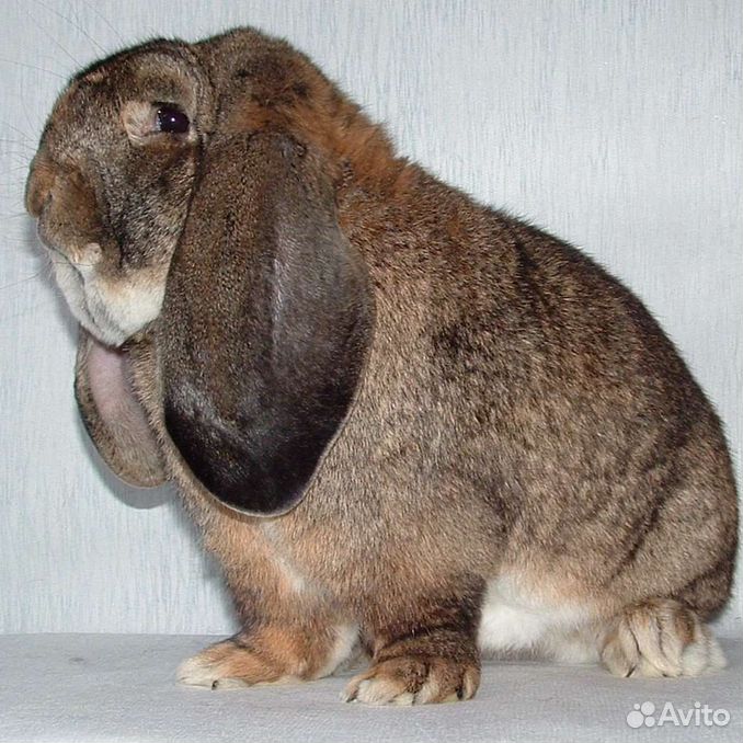 Калифорнийские кролики