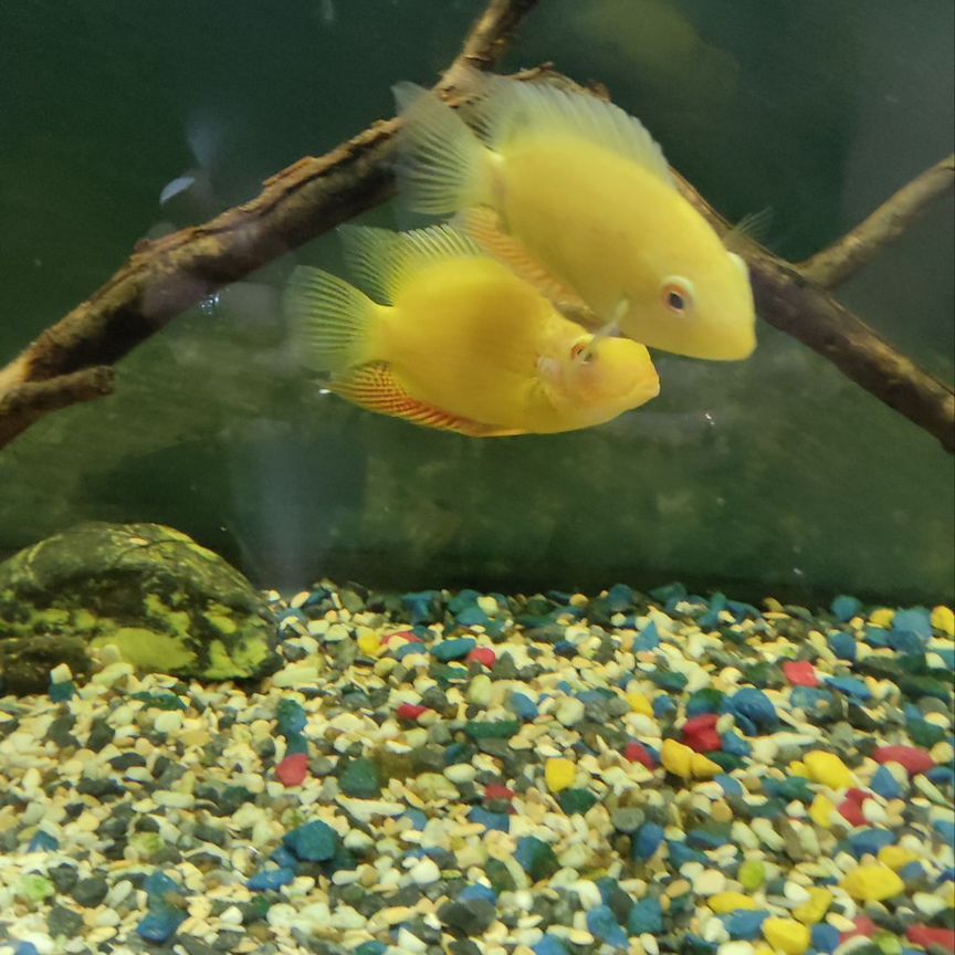 Северумы,скалярии