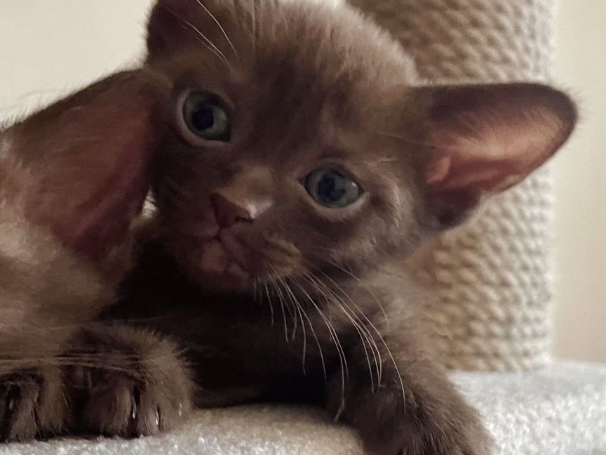 Бурманский мальчик. Котёнок