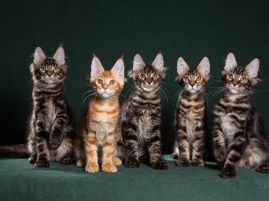 Котята мейн-кун из питомника